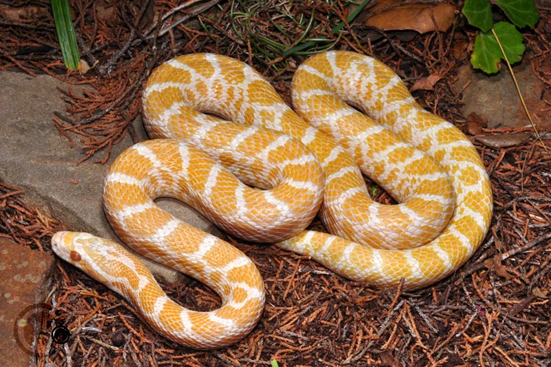 Farbvarianten-Lexikon.de