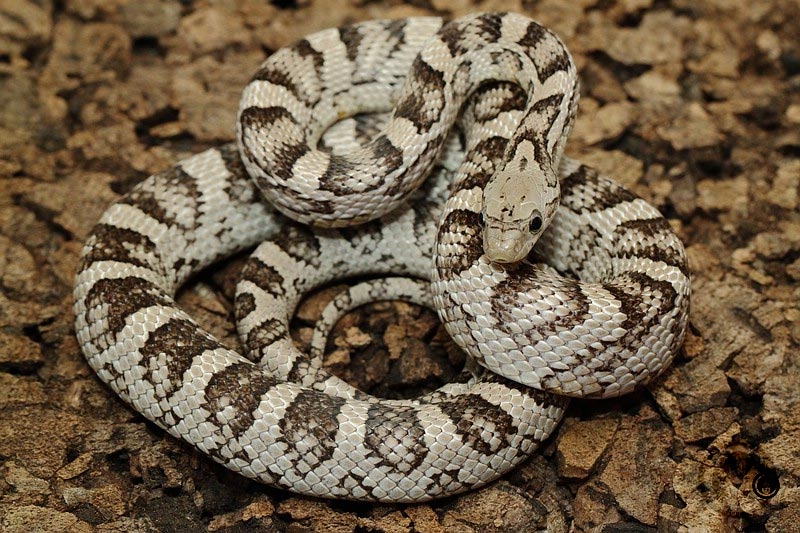 Farbvarianten-Lexikon.de