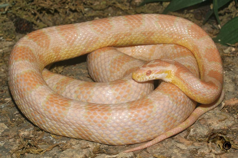 Farbvarianten-Lexikon.de