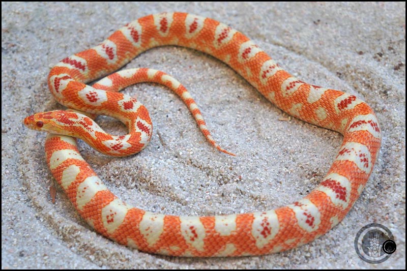 Farbvarianten-Lexikon.de