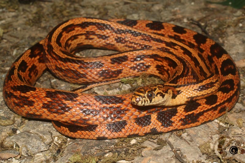 Farbvarianten-Lexikon.de