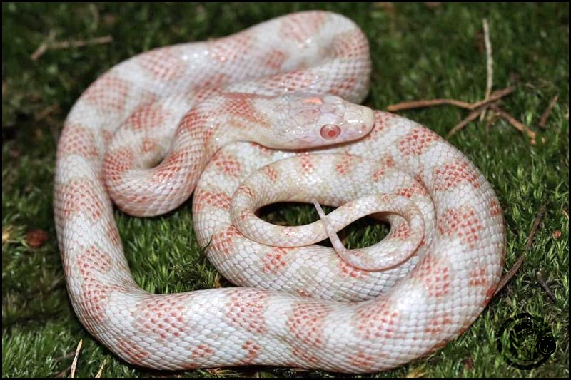 Farbvarianten-Lexikon.de