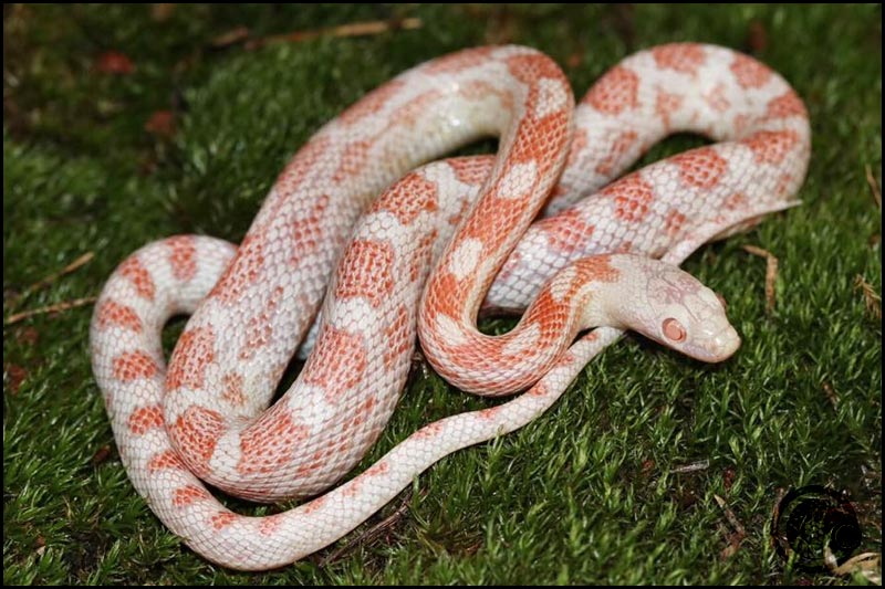 Farbvarianten-Lexikon.de