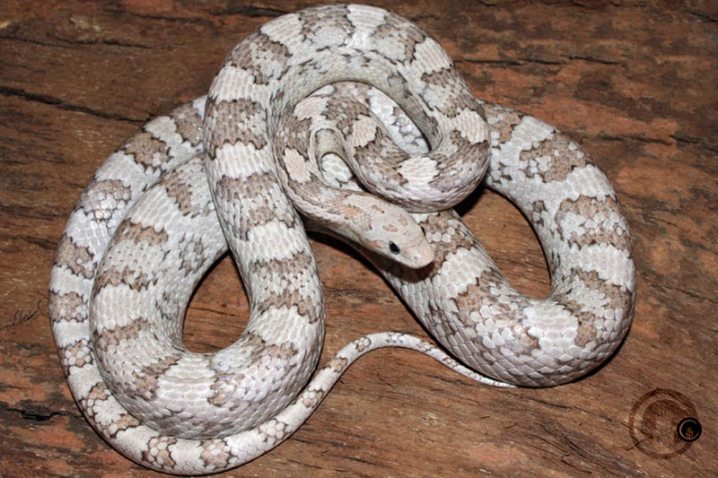 Farbvarianten-Lexikon.de