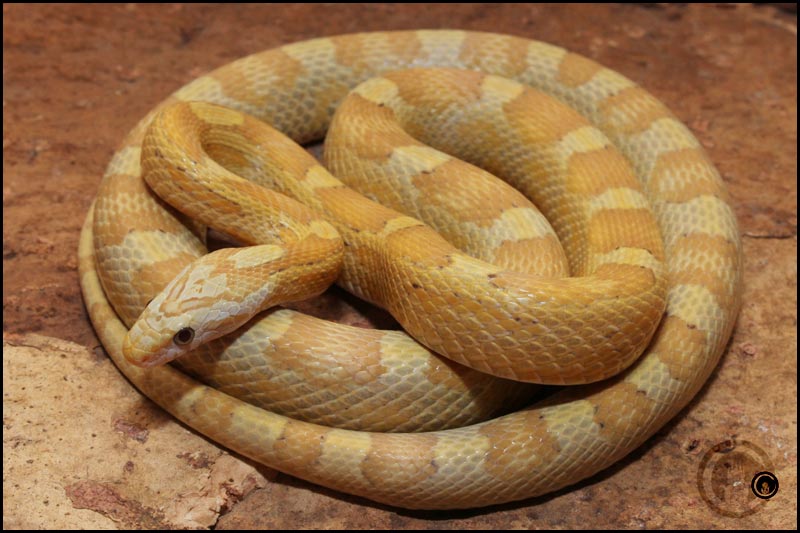 Farbvarianten-Lexikon.de